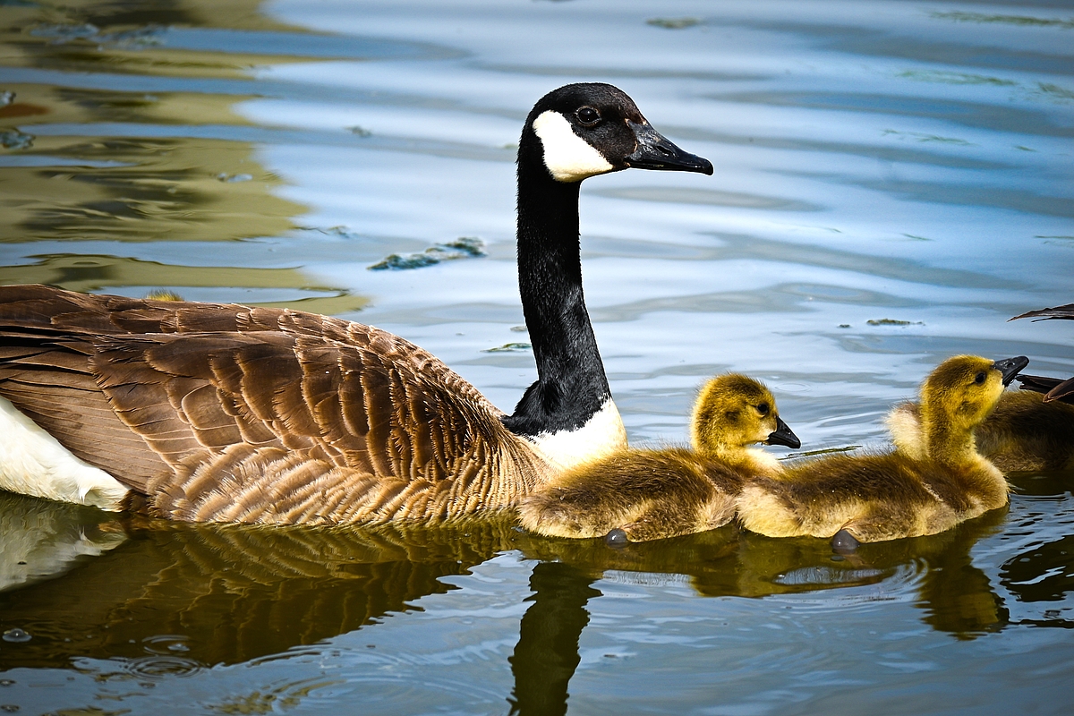 Stadtwerke verscheuchen Kanadagänse mit ferngesteuertem Rennboot ...